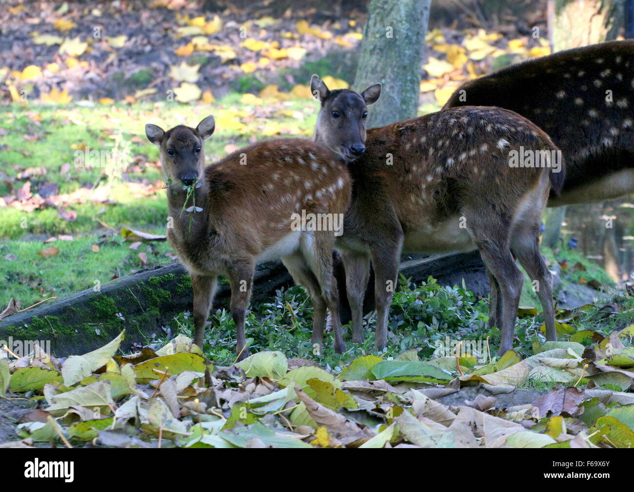 Mature male Visayan or Philippine spotted deer (Cervus alfredi, Rusa ...