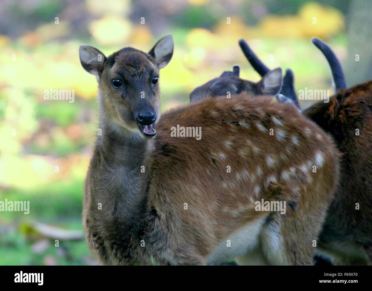 Mature female Visayan or Philippine spotted deer (Cervus alfredi, Rusa ...
