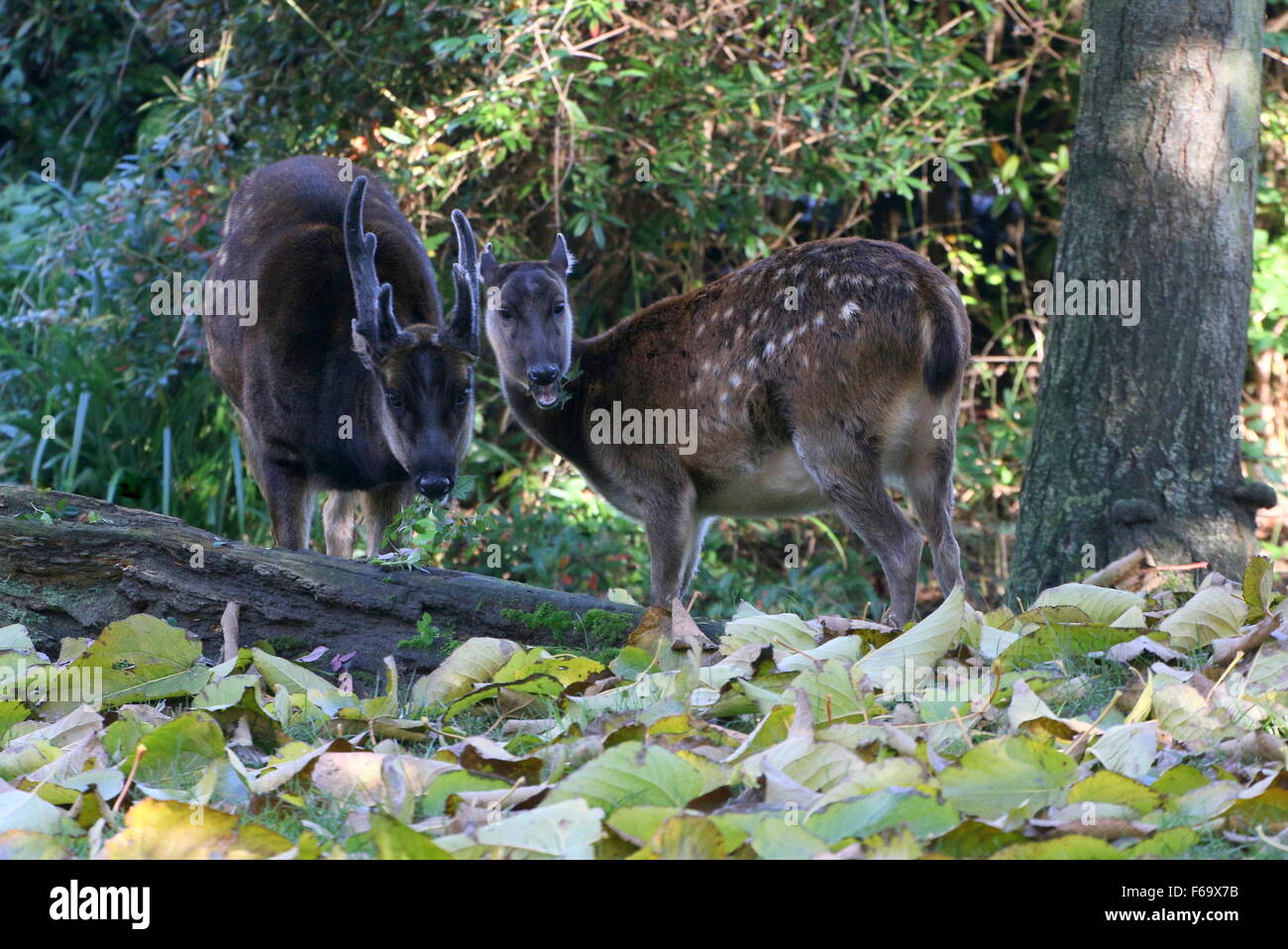 Mature male and female Visayan or Philippine spotted deer (Cervus ...