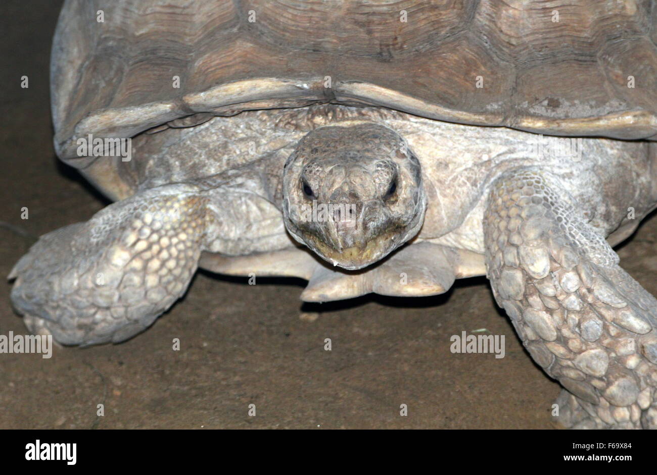 African spurred tortoise or Sulcata tortoise (Geochelone sulcata ...