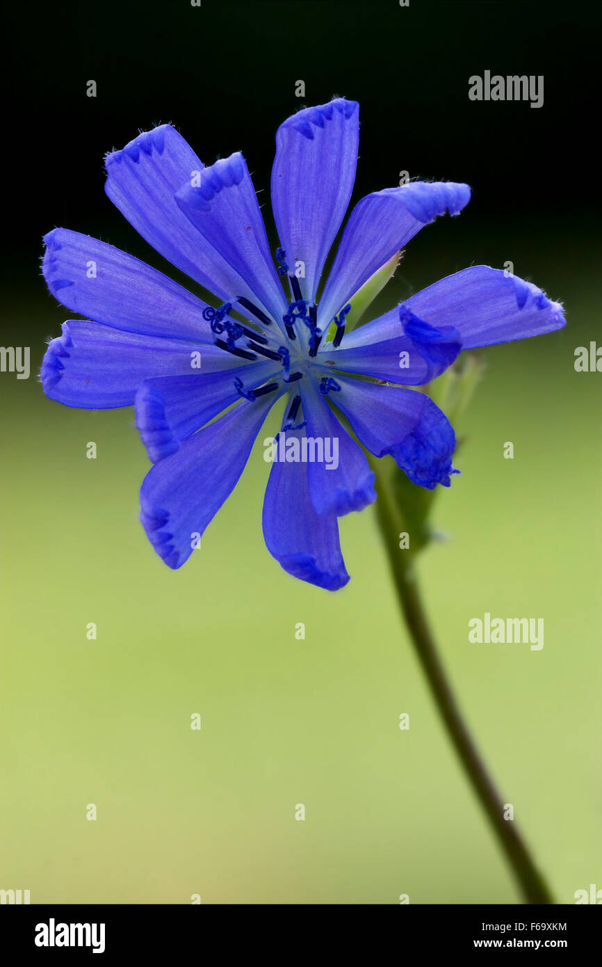 close up of a blue composite cichorium intybus pumilium flower Stock ...