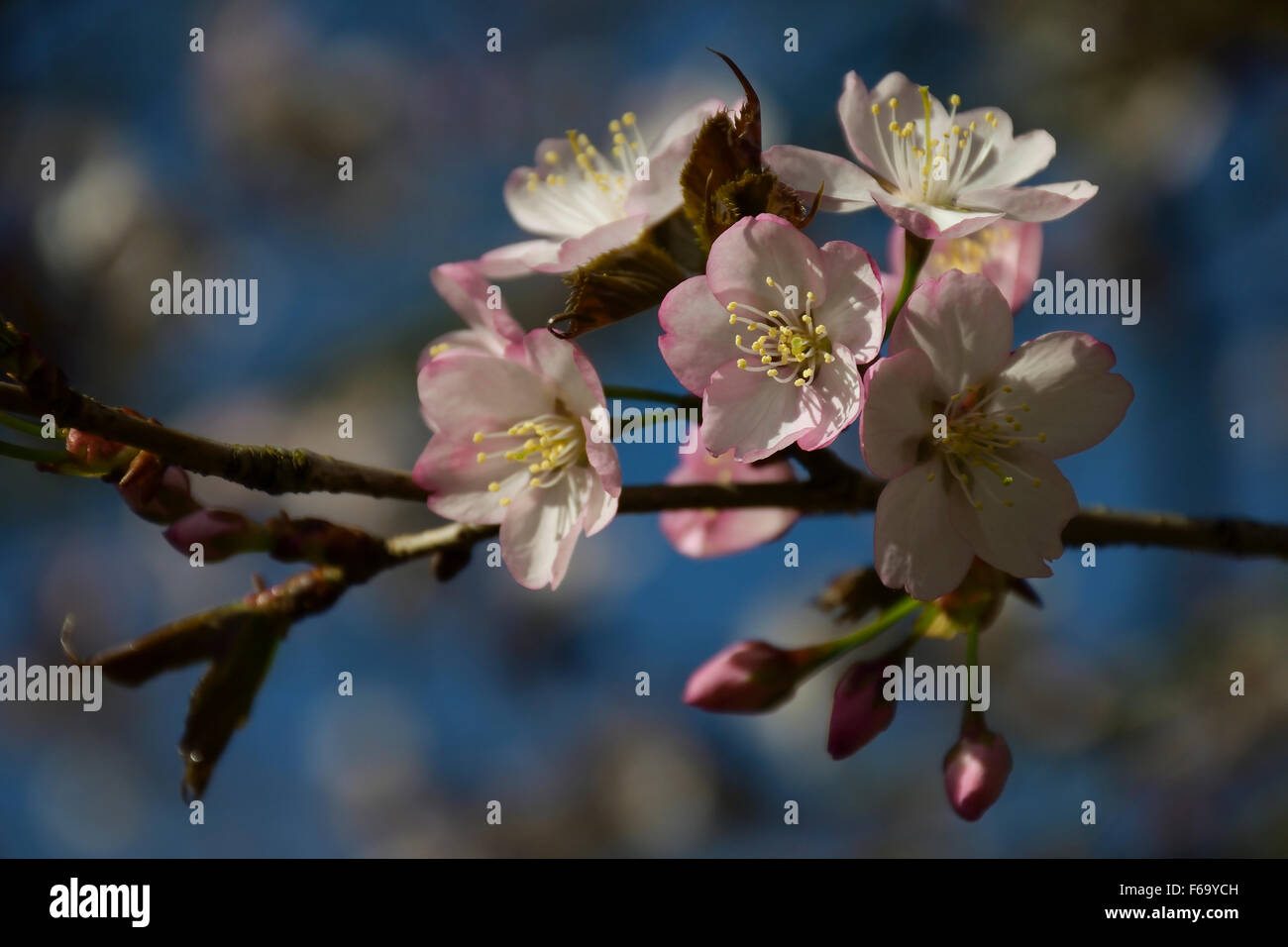 Beautiful colorful fresh spring flowers with clear blue sky Stock Photo ...