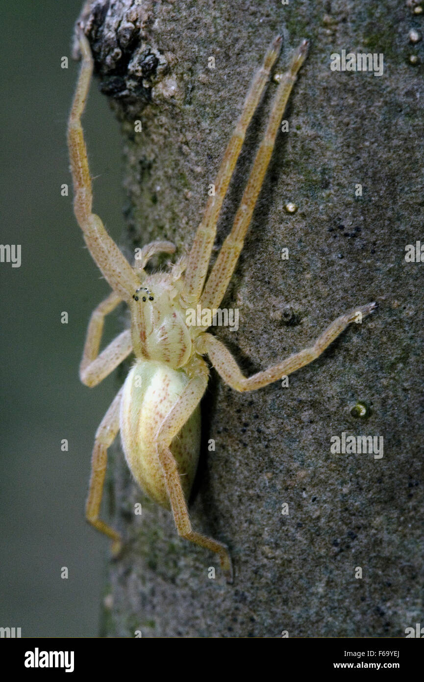 pisauridae pisaura mirabilis agelenidae tegenaria gigantea thomisidae ...