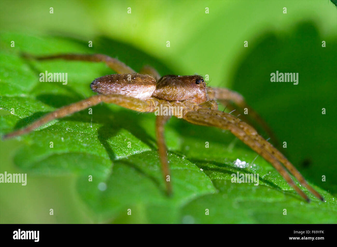 pisauridae pisaura mirabilis agelenidae tegenaria gigantea thomisidae ...
