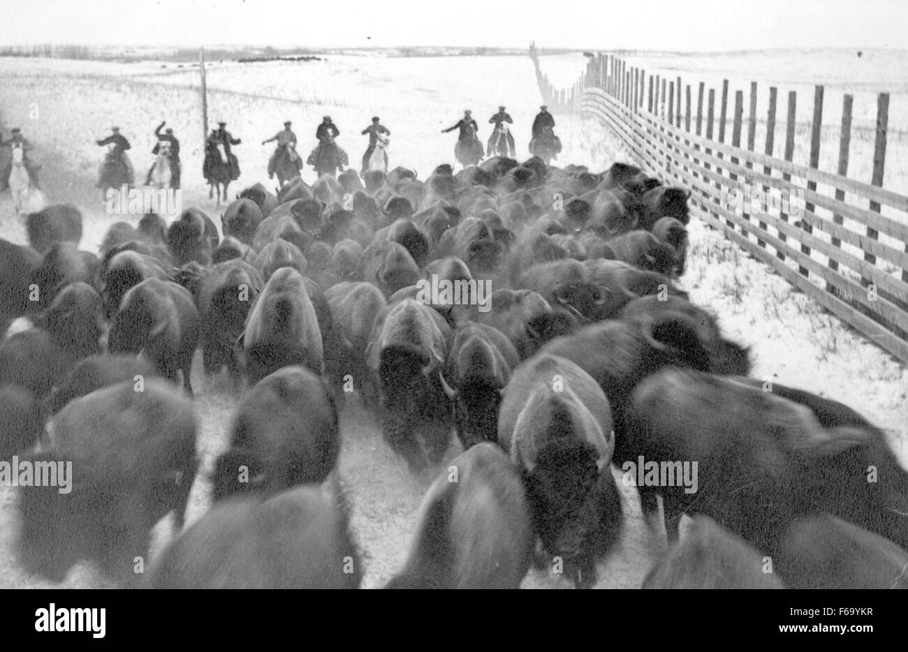 In this photograph, buffalo are being corralled in Wainwright Buffalo ...
