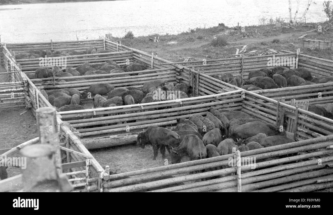 Buffalo transport hi-res stock photography and images - Alamy