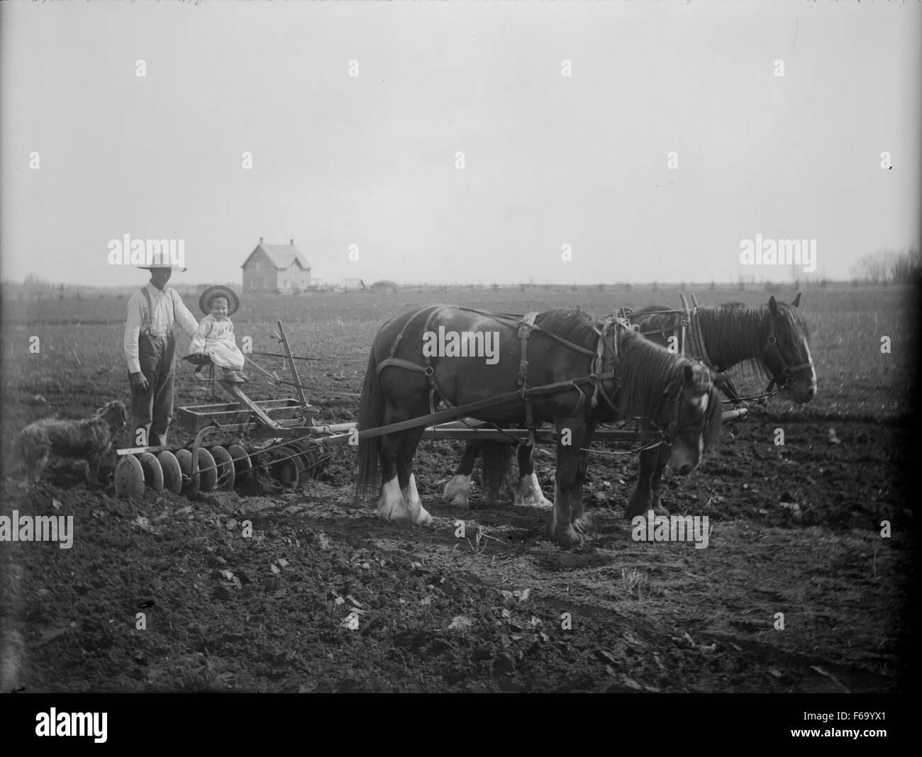 Photograph of Robert Brebner and his son, both with a plow team, in a ...