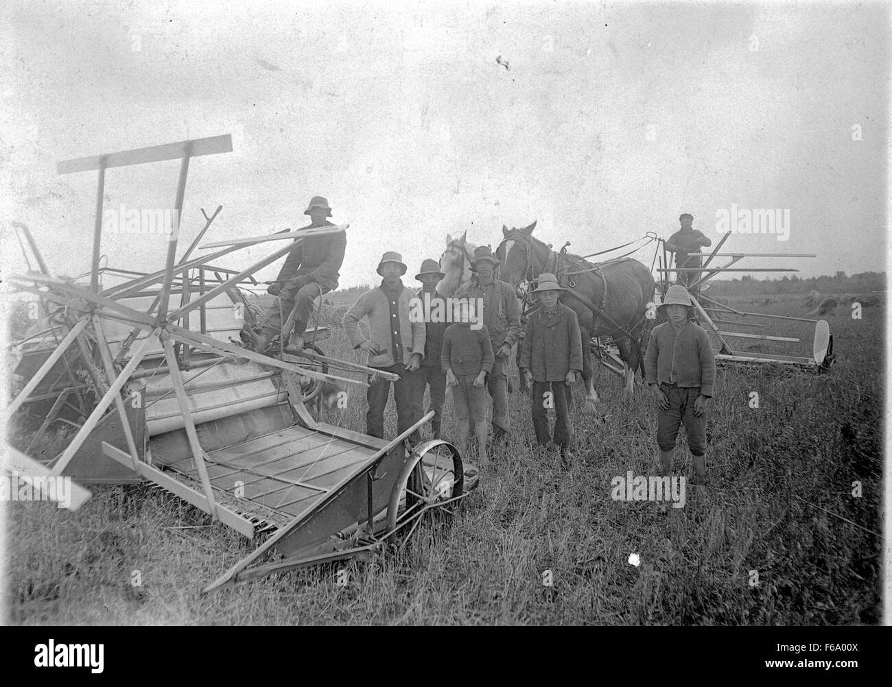 A scene depicting harvest time near Beaumont, Alberta, showcasing the ...
