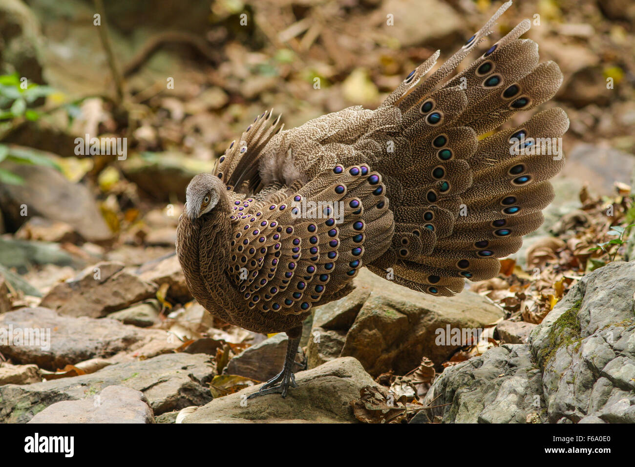 Grey Peacock Pheasant Polyplectron Bicalcaratum Bird In Nature Stock