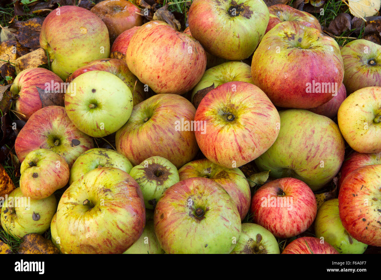 Windfall apples on grass Stock Photo - Alamy