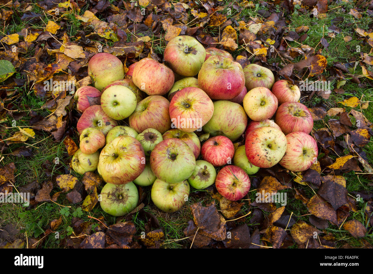 Windfall apples on grass Stock Photo - Alamy