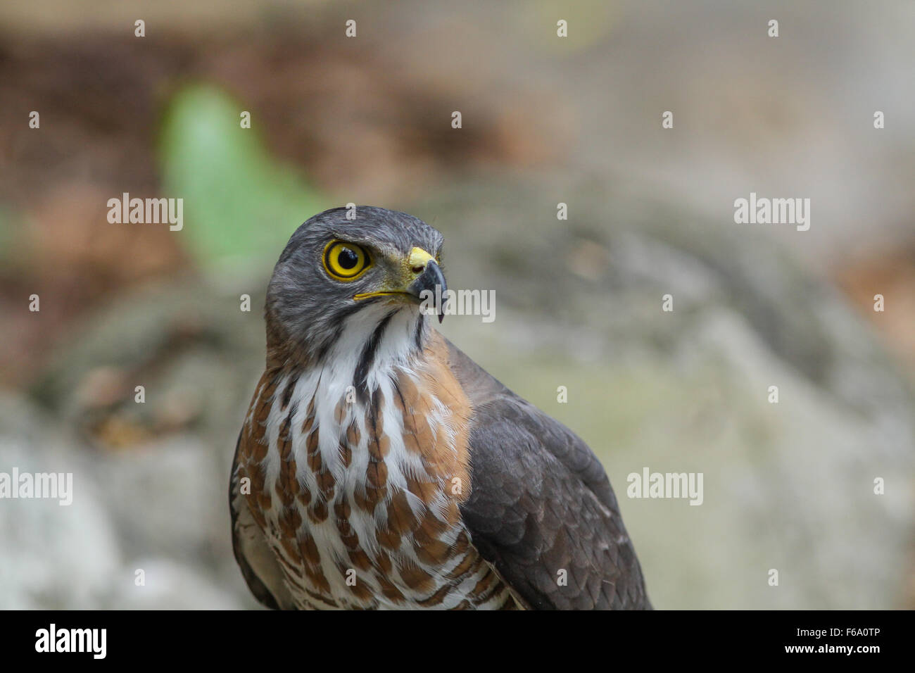 Crested Goshawk (Accipiter trivirgatus) bird in nature Stock Photo - Alamy