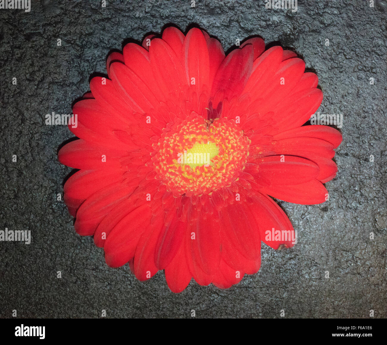 Single orange flower hi-res stock photography and images - Alamy