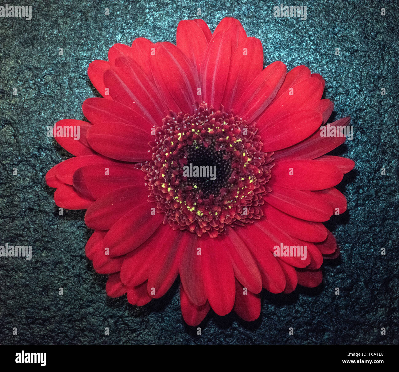 Gardenia, red flower, single flower Stock Photo - Alamy