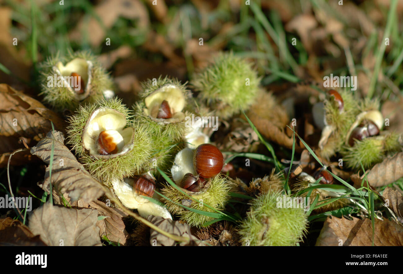 Chestnuts in woods Stock Photo - Alamy