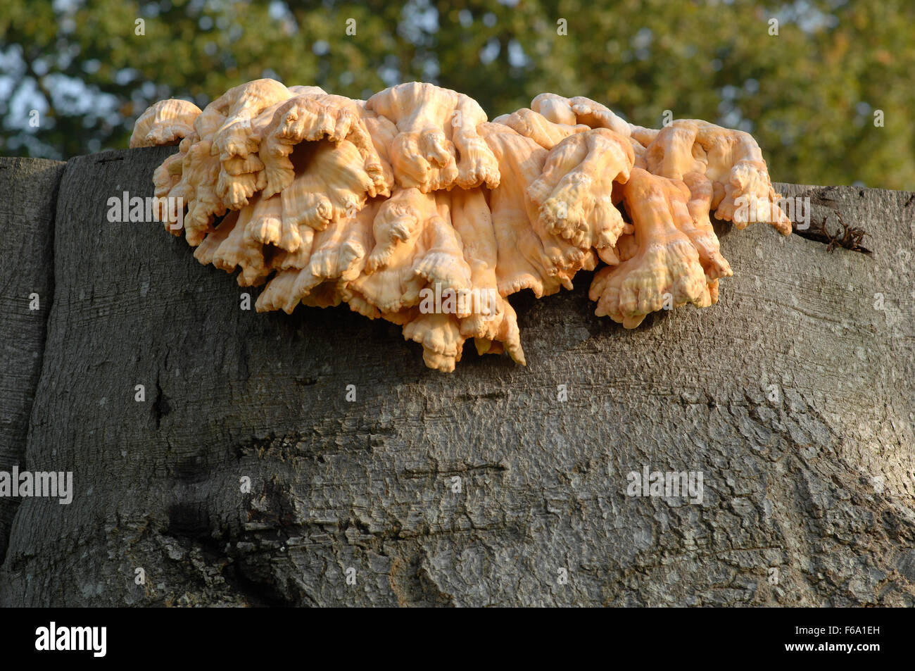 Tree diseases fungi woodland tree disease fungi forest hi-res stock ...