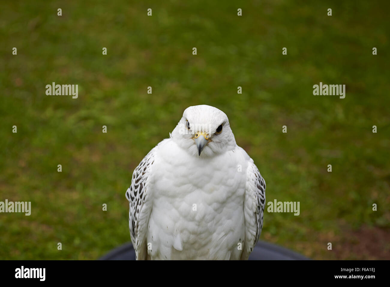 A captive,Gyr+ Lanner,falcon hybrid on its perch Stock Photo - Alamy