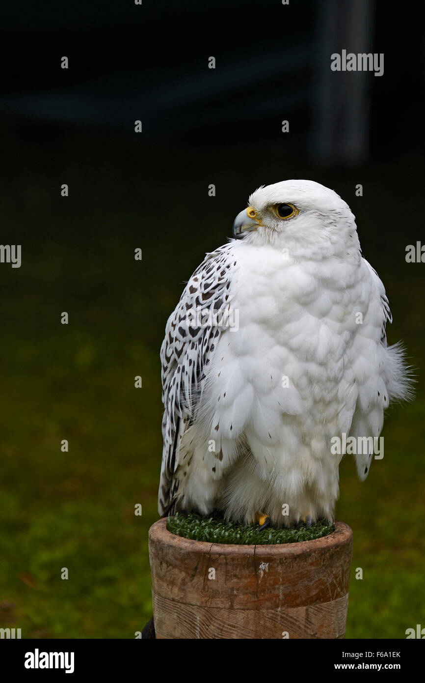 A captive,Gyr+ Lanner,falcon hybrid on its perch Stock Photo - Alamy