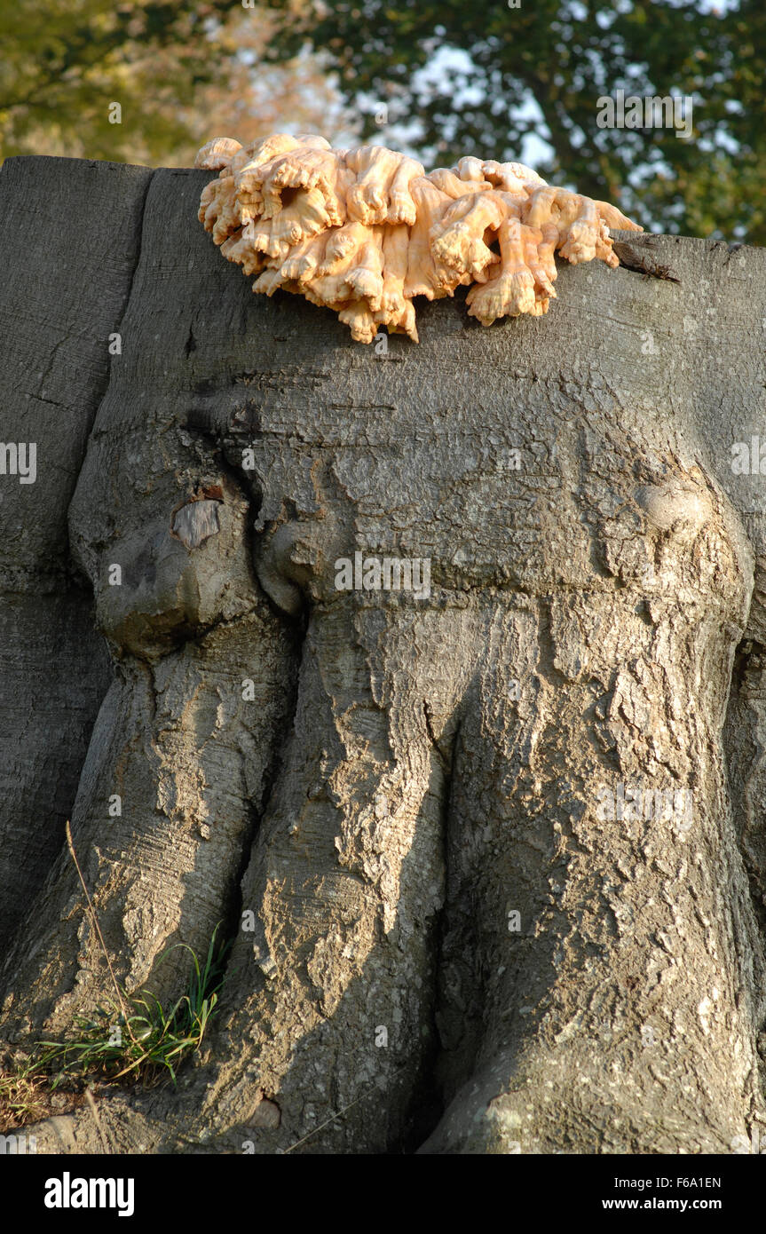 Tree diseases fungi woodland tree disease fungi forest hi-res stock ...