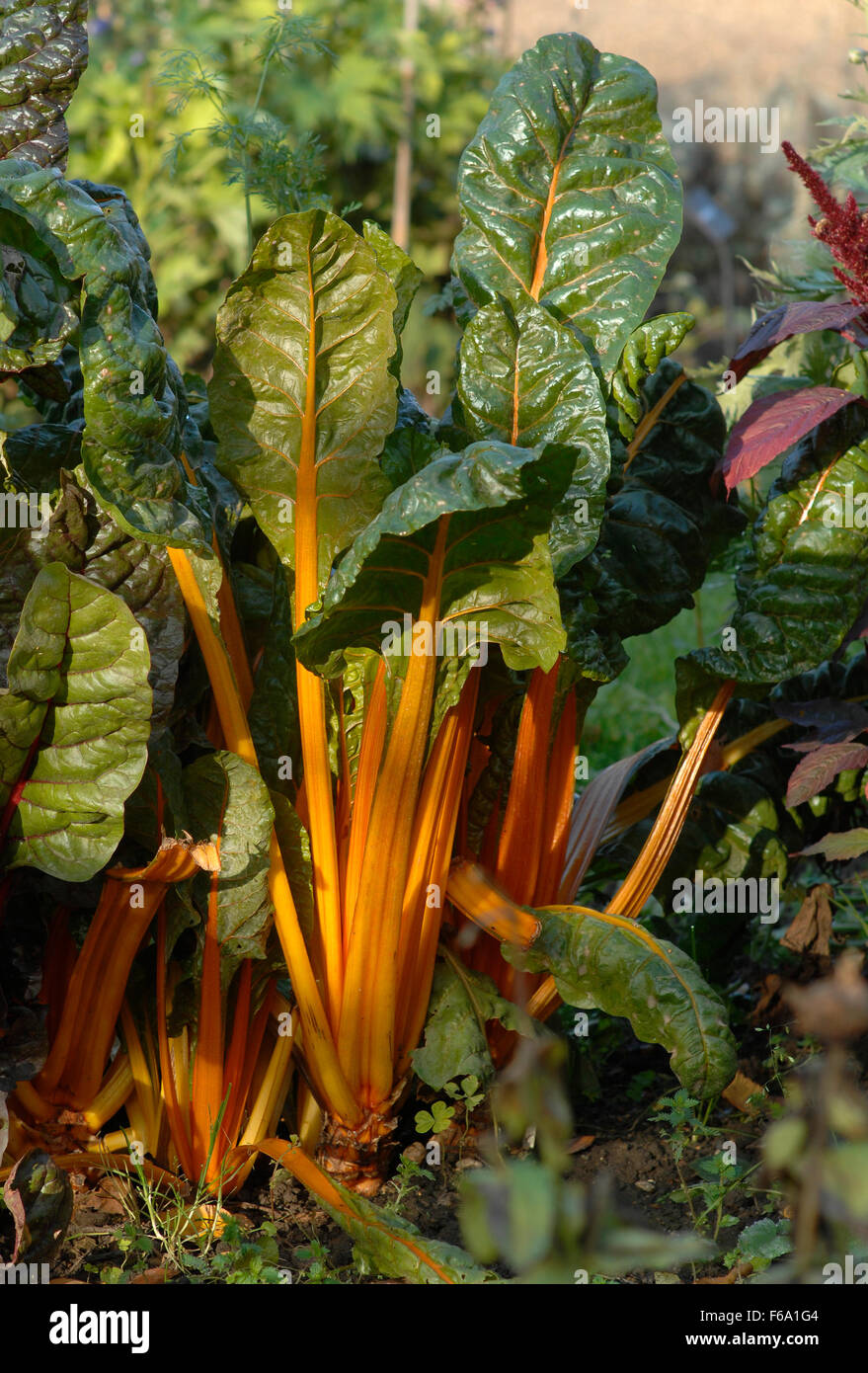 Swiss Chard on vegetable plot Stock Photo - Alamy