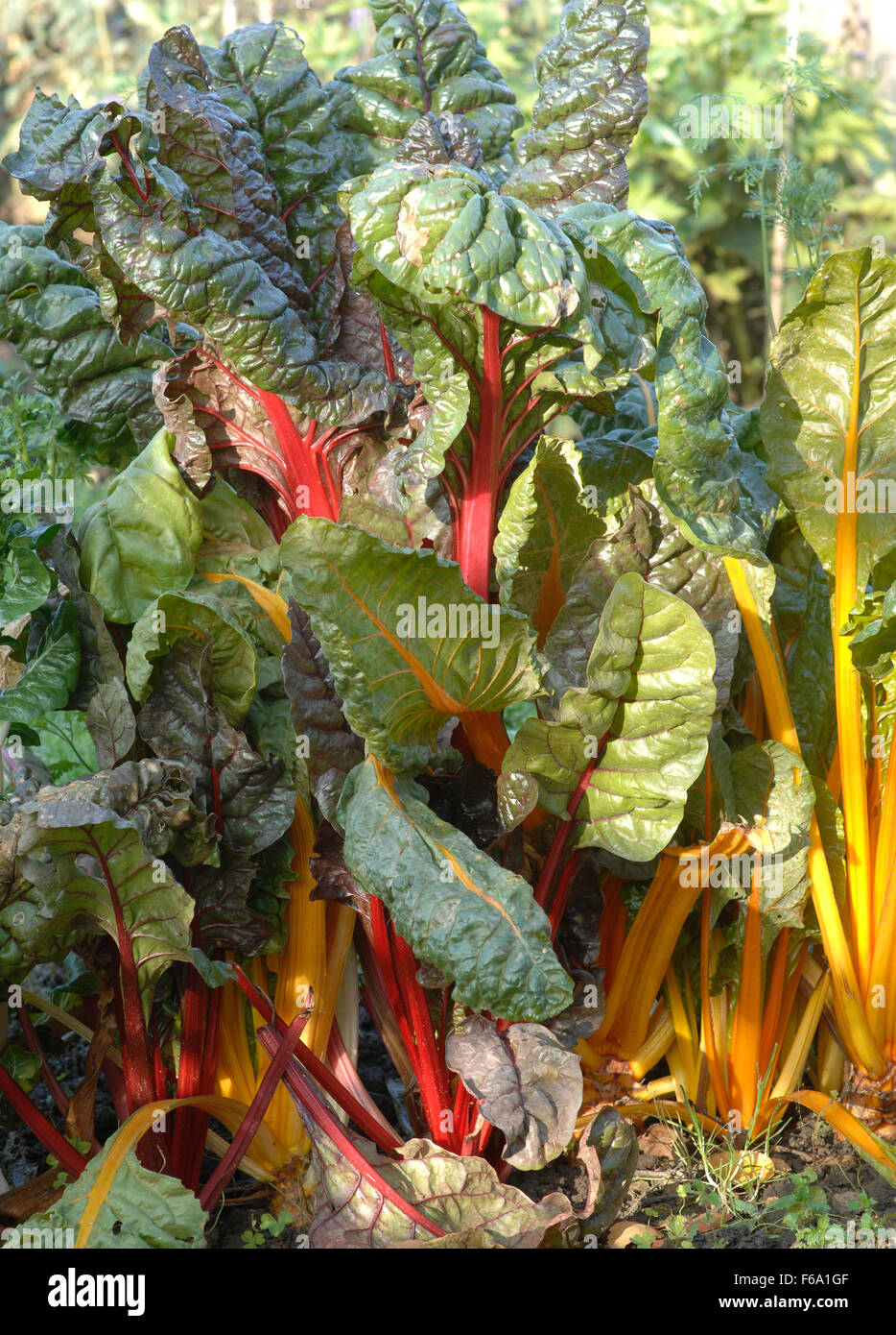 Swiss Chard on vegetable plot Stock Photo - Alamy