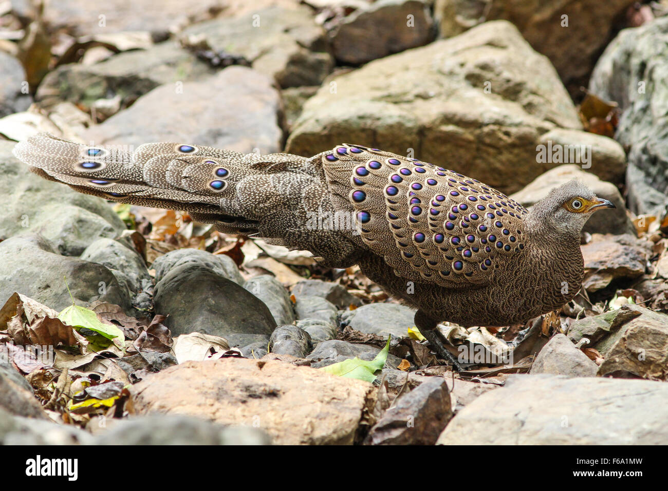 Grey Peacock-Pheasant(Polyplectron bicalcaratum) bird in nature Stock ...