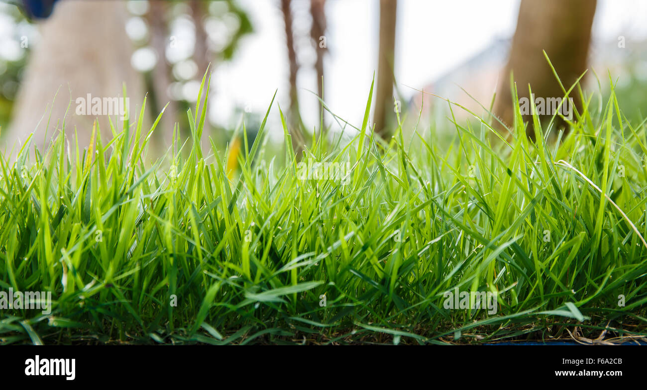 Grass in garden hi-res stock photography and images - Alamy