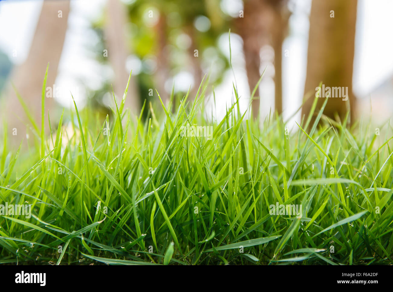 grass in garden close up Stock Photo - Alamy
