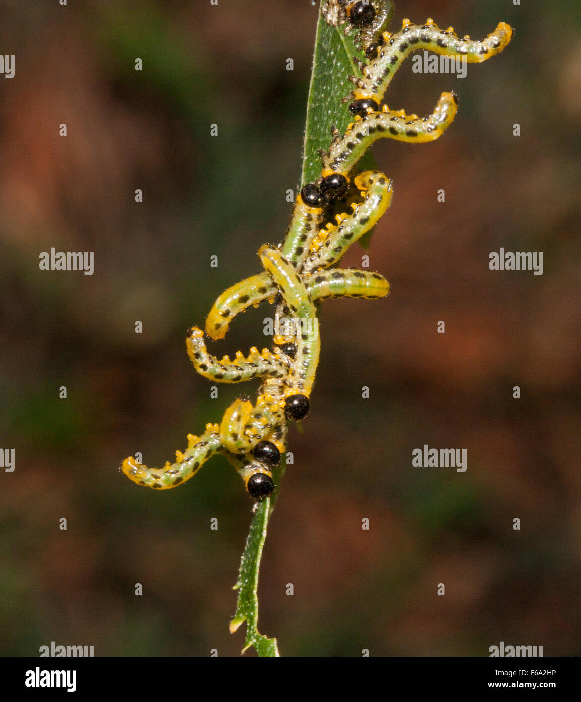 Saw Fly High Resolution Stock Photography and Images - Alamy