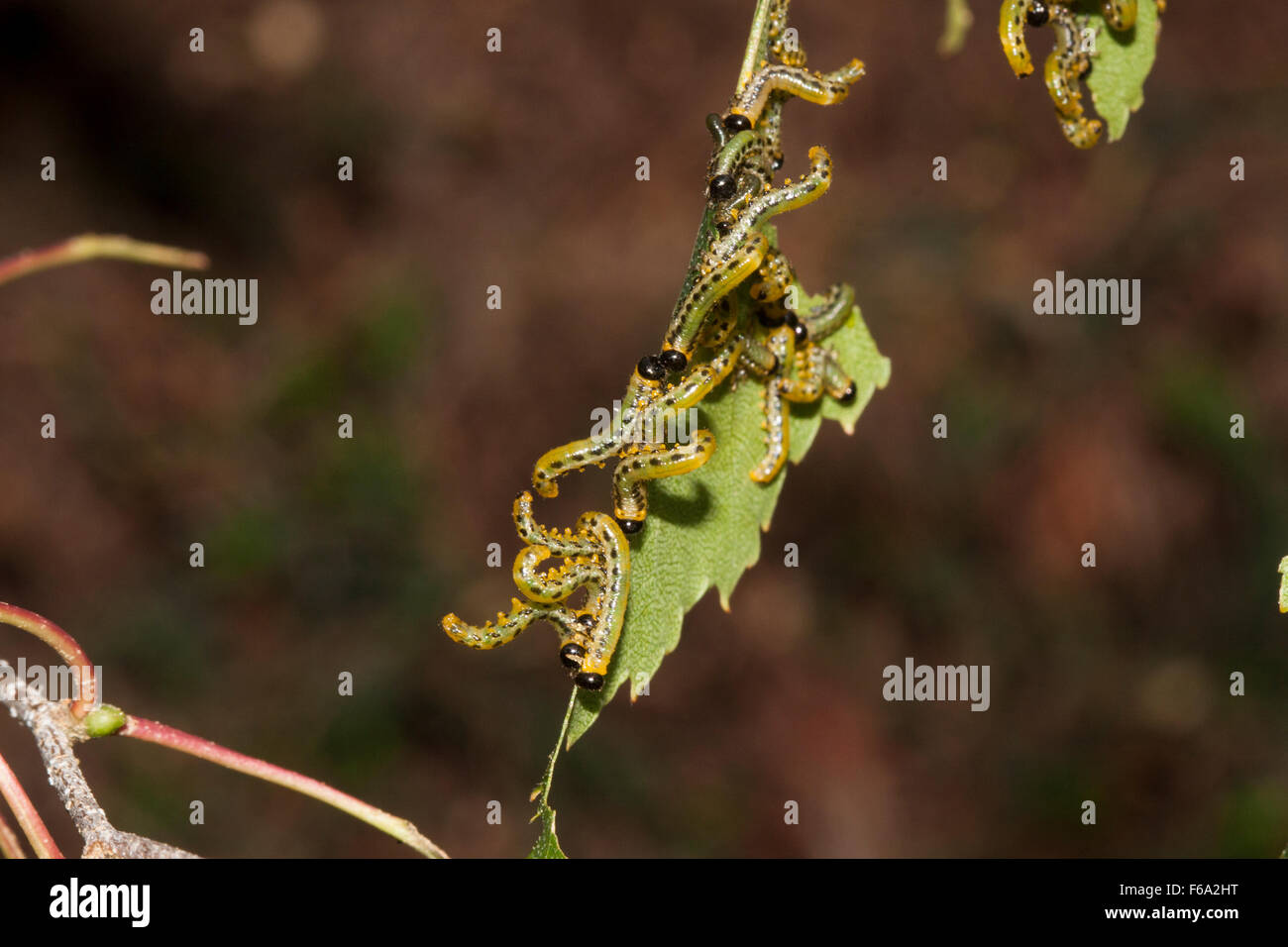 Dusky Birch saw fly larvae Stock Photo - Alamy