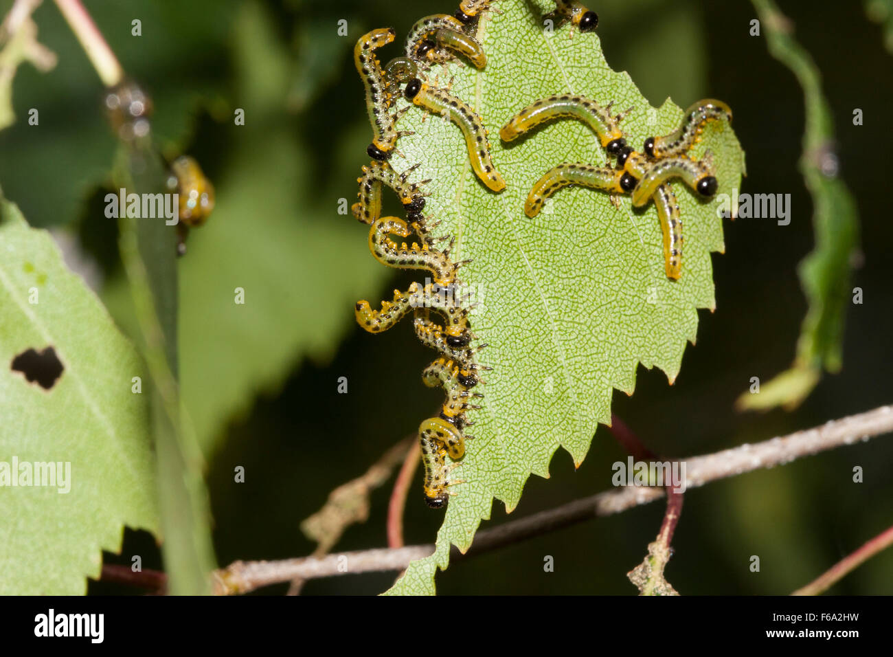 Dusky Birch saw fly larvae Stock Photo - Alamy