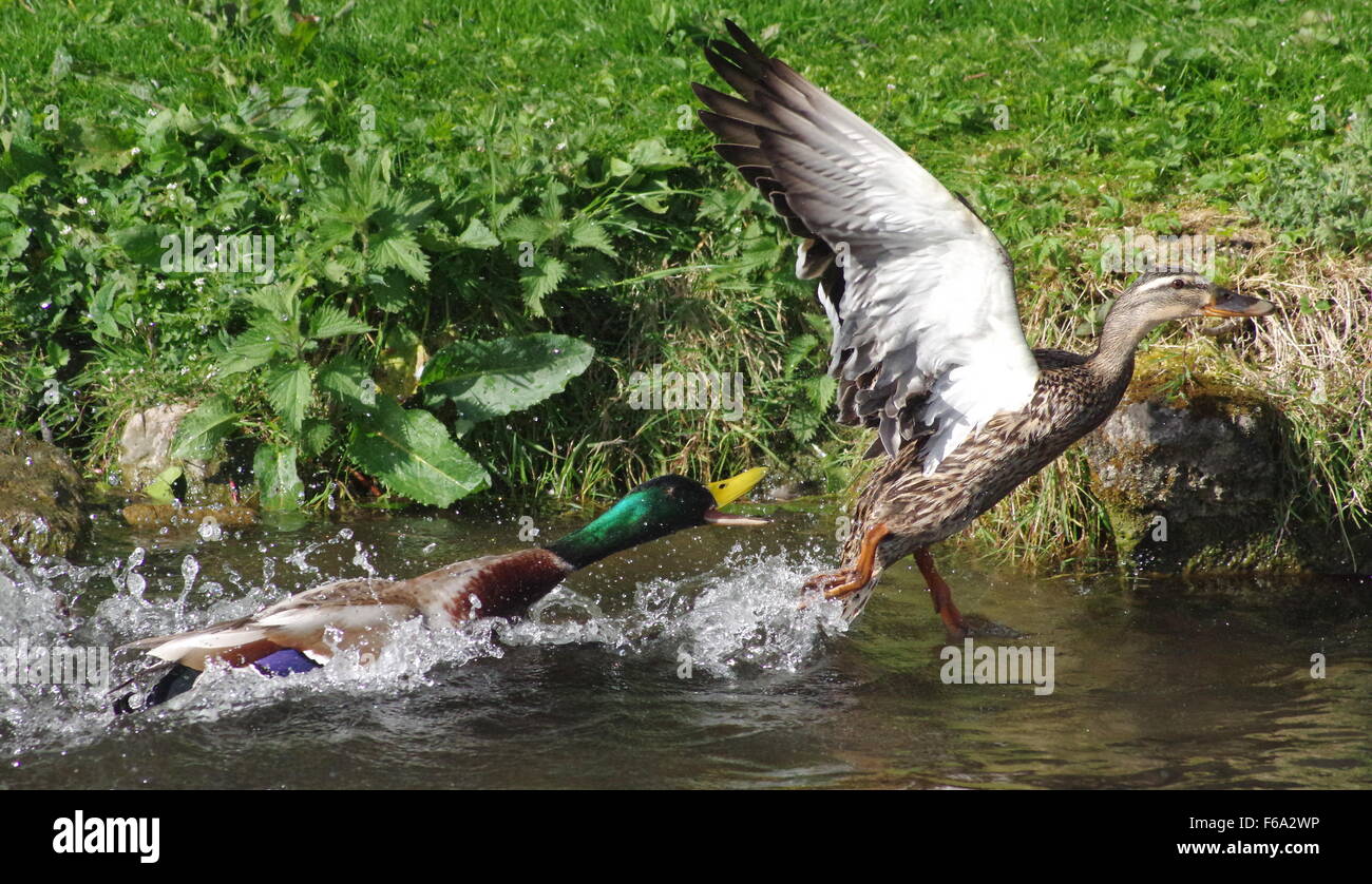 Mallard duck male female mating hi-res stock photography and images - Alamy