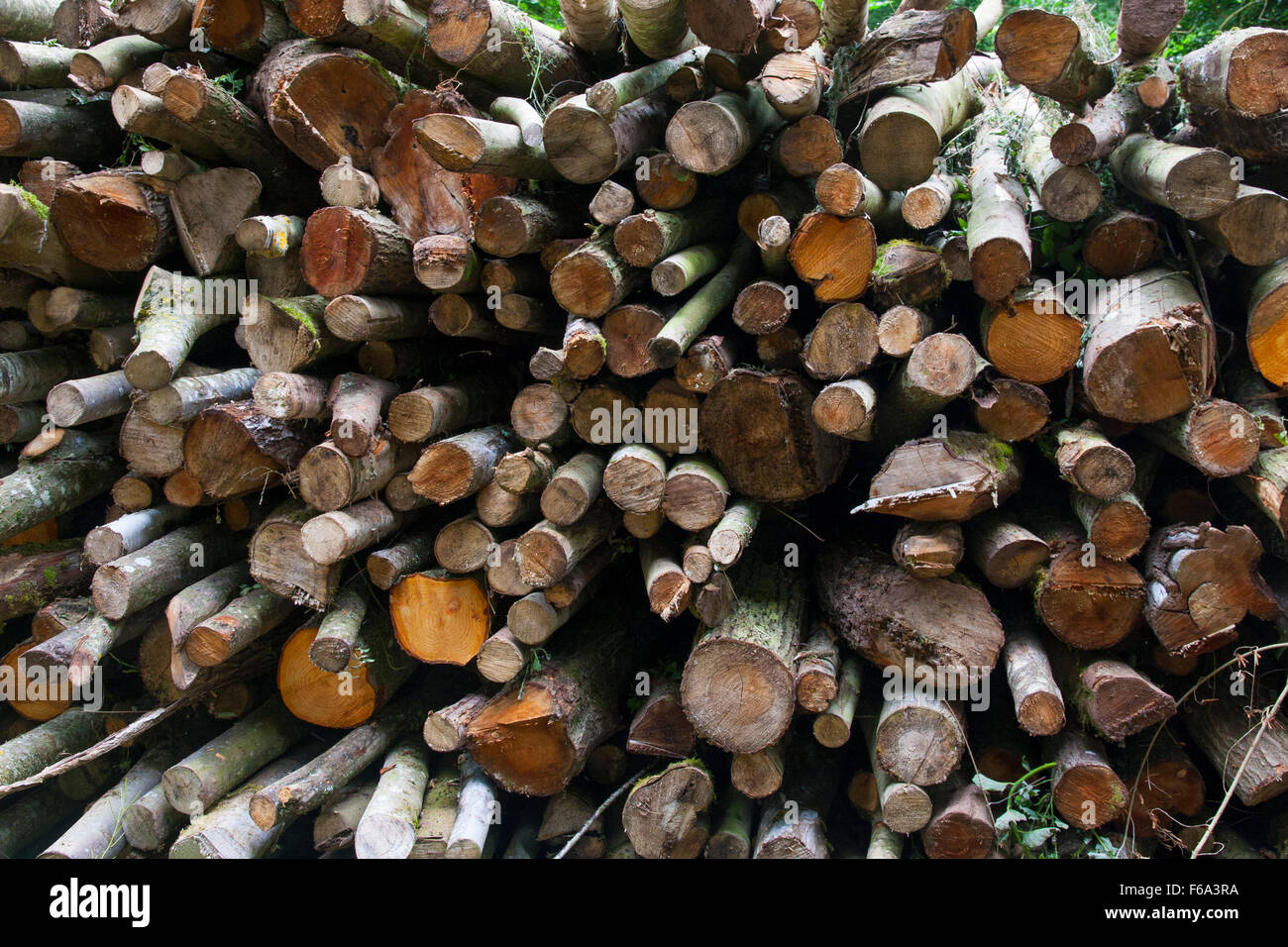 Poles cut hi-res stock photography and images - Alamy