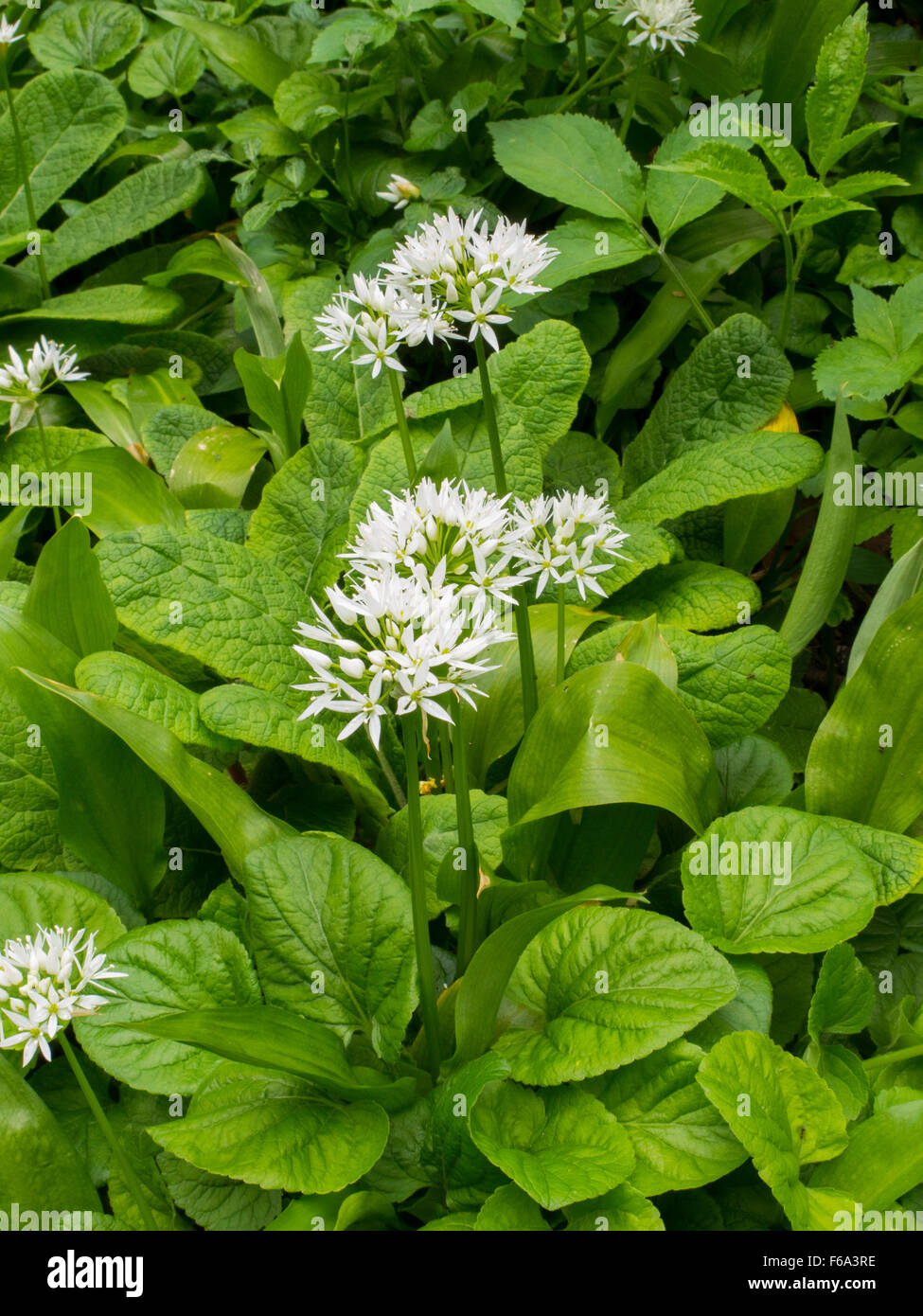 Wild Garlic Allium ursinum Stock Photo - Alamy