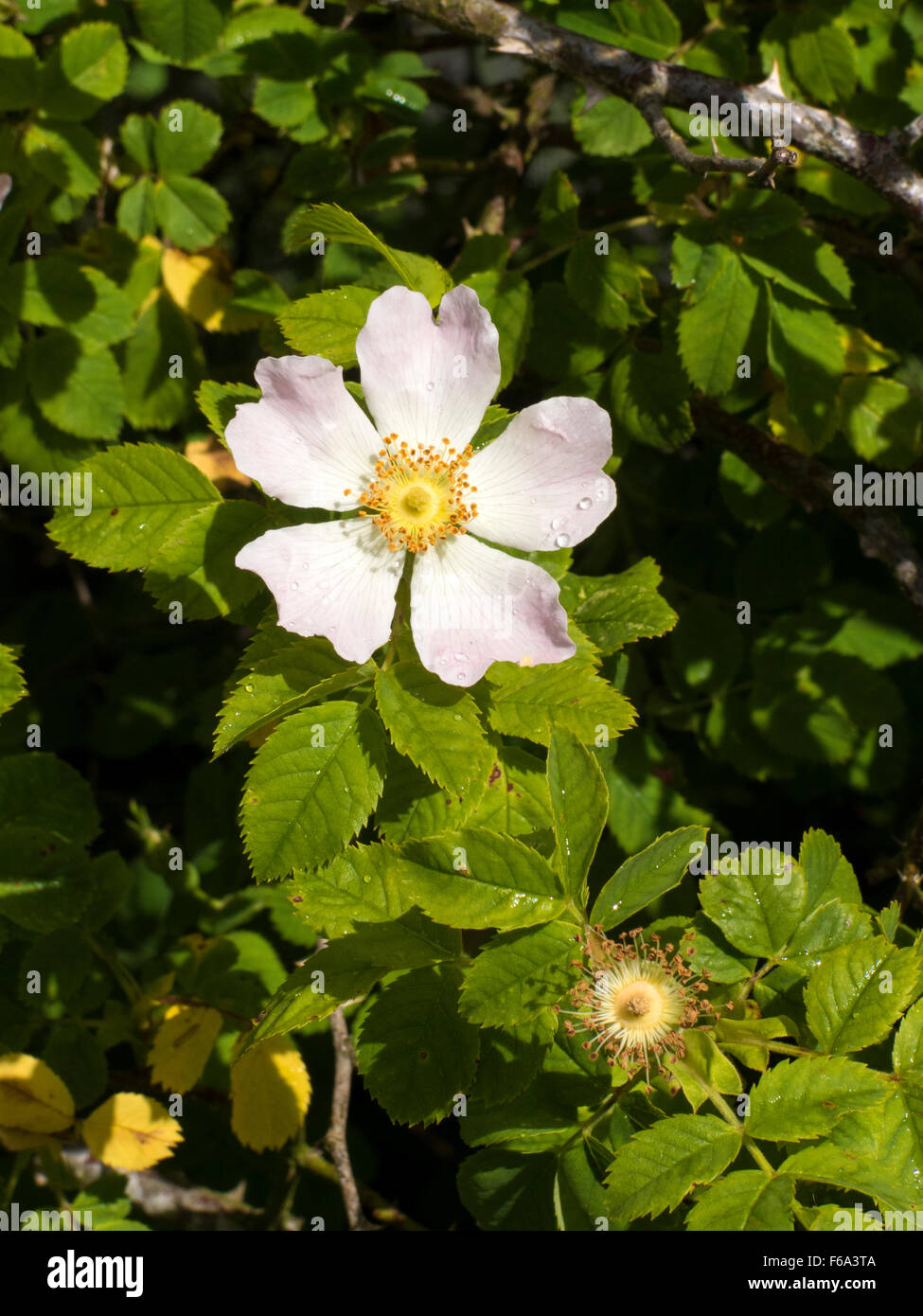 Dog rose rose canina flower Stock Photo - Alamy