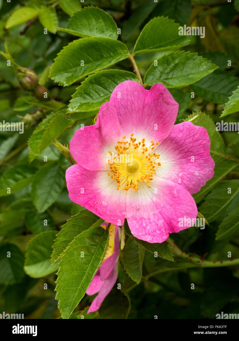 Dog rose rose canina flower Stock Photo - Alamy