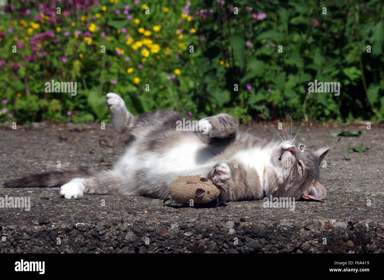 Tabby cat playing with toy mouse Stock Photo - Alamy
