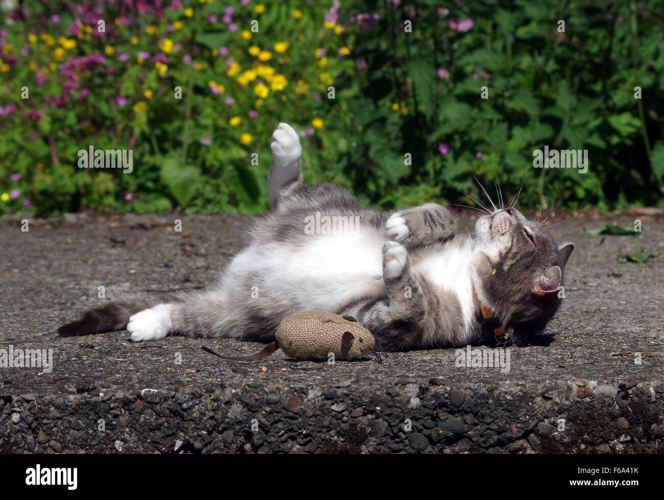 Tabby cat with yellow mouse hi-res stock photography and images - Alamy