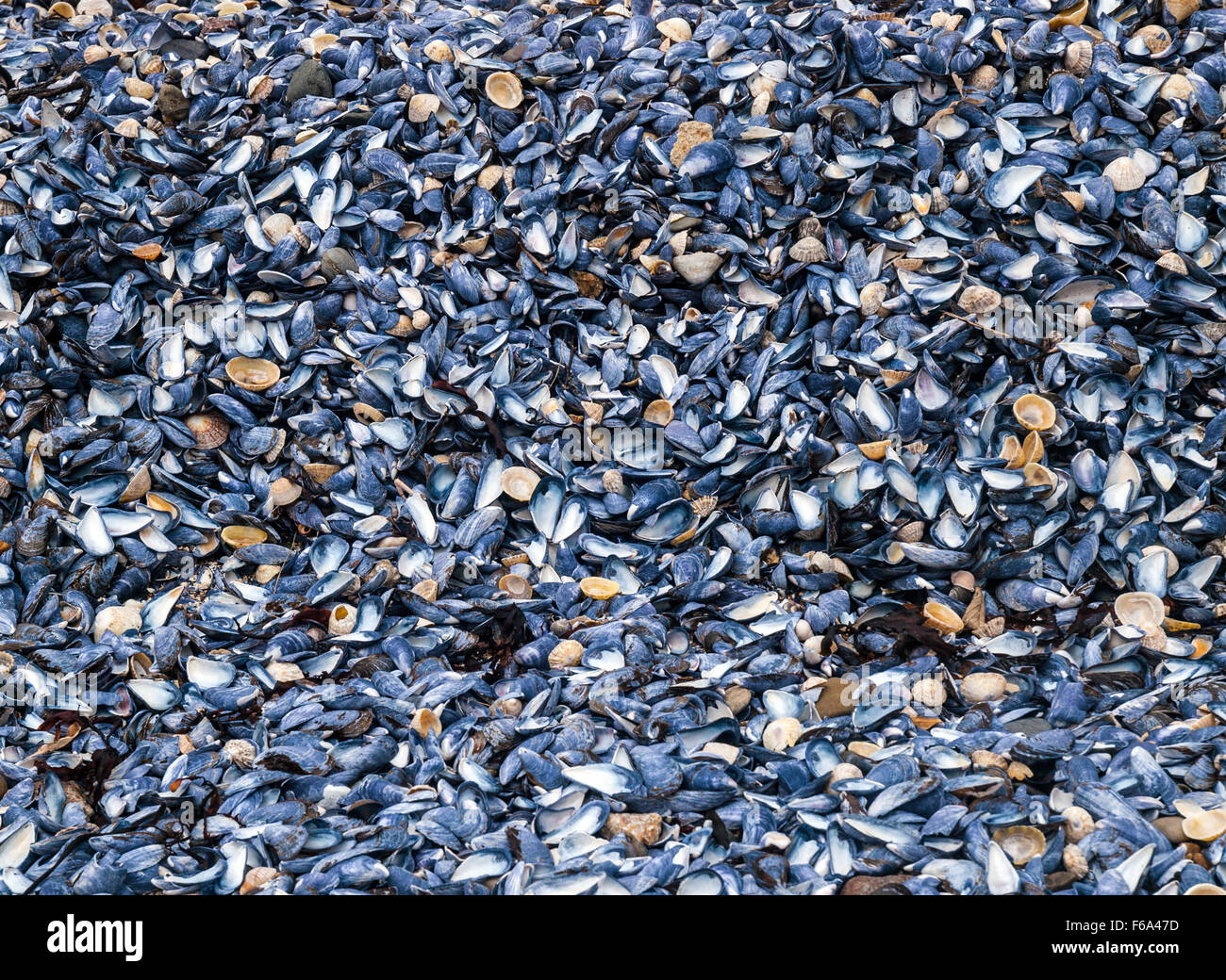 Sea Shells On A Scottish Beach High Resolution Stock Photography and ...