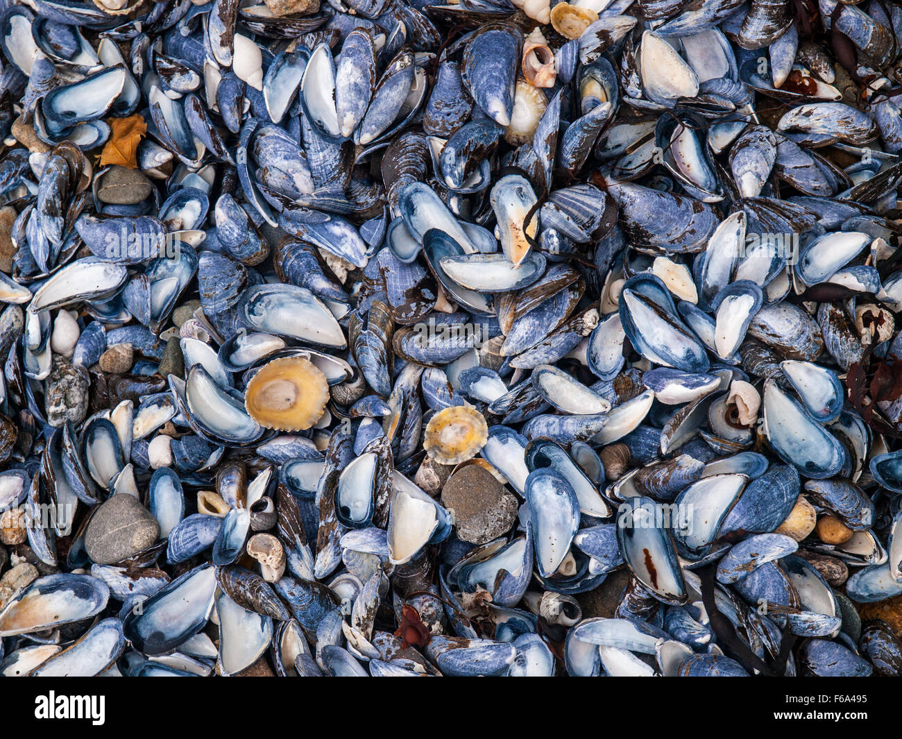 Sea shells on a scottish beach hi-res stock photography and images - Alamy