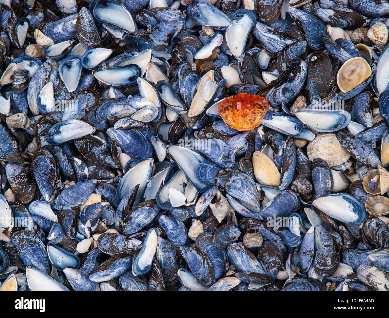Sea shells on a scottish beach hi-res stock photography and images - Alamy