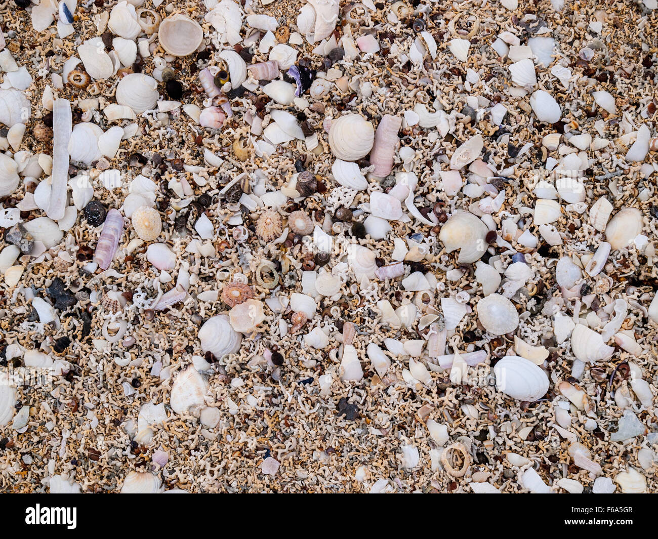 Sea Shells On A Scottish Beach High Resolution Stock Photography and ...