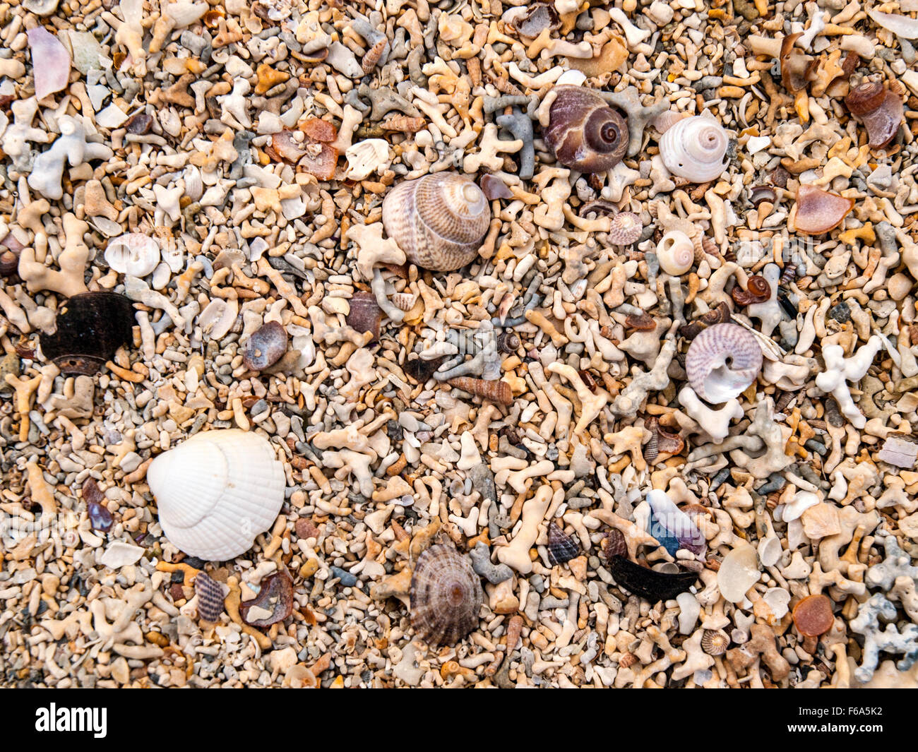Close up of a shell beach on Scotland's West Coast Stock Photo - Alamy