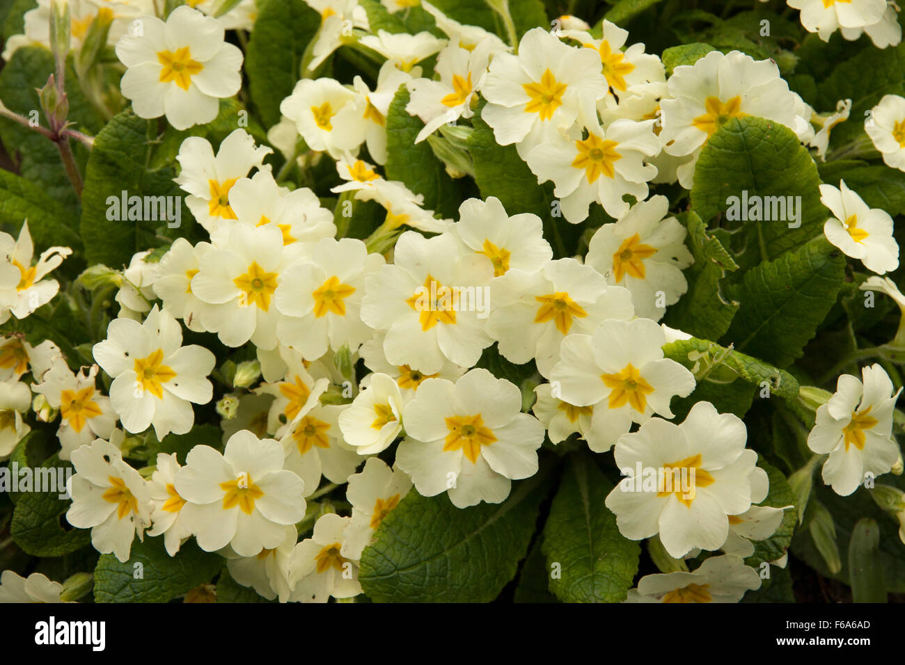 Primrose flowers hi-res stock photography and images - Alamy