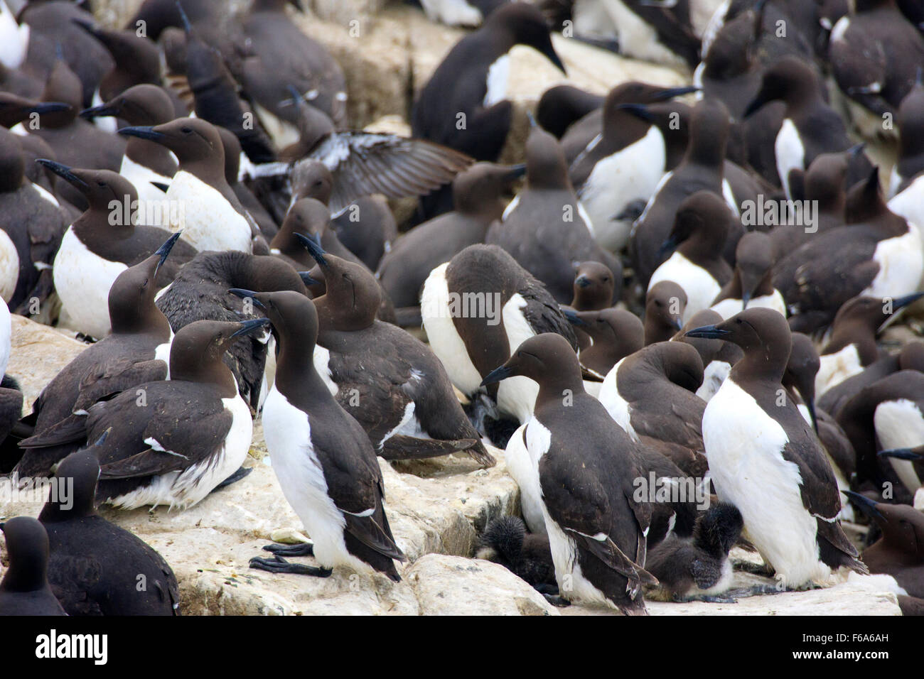 Guillemot bird hi-res stock photography and images - Alamy