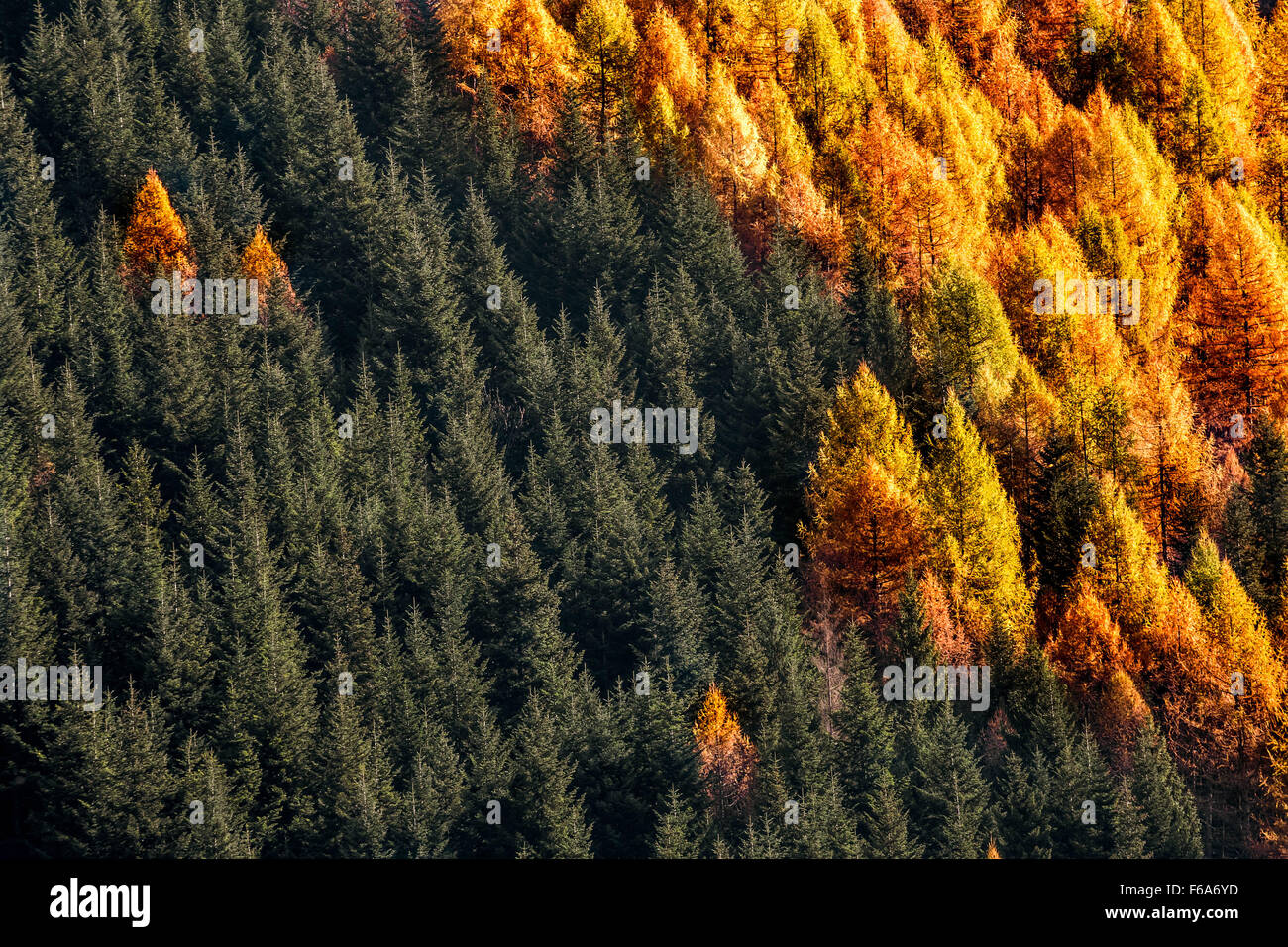 Tamarack pine tree hi-res stock photography and images - Alamy