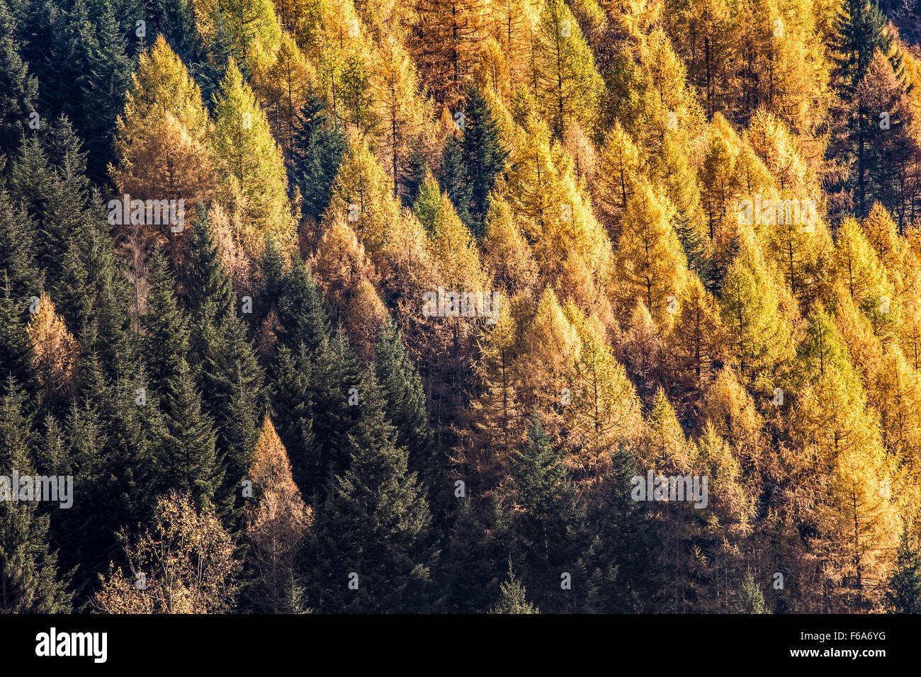 Algonquin Park Tamarack Forest Stock Photo - Alamy