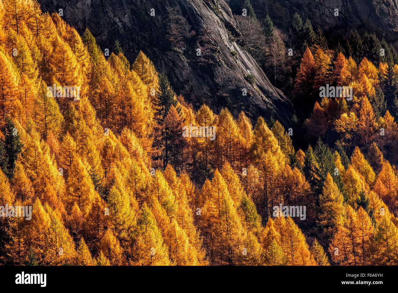 Tamarack pine tree hi-res stock photography and images - Alamy