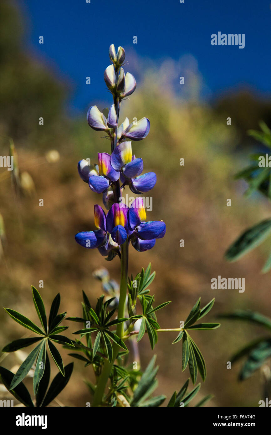 Beautiful blue lupin flower Stock Photo - Alamy