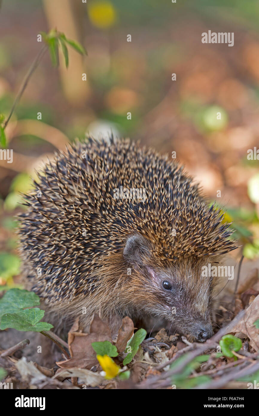 Europaeischer igel hi-res stock photography and images - Alamy